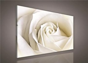 Obraz na plátně bílá růže 100 x 75 cm