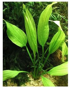Echinodorus subalatus