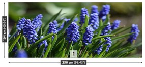 Fototapeta Modré hyacinty 104x70