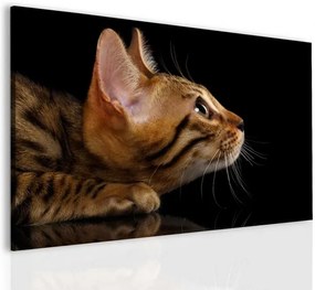 Malvis ® Obraz kočičí pohled Velikost (šířka x výška): 60x40 cm