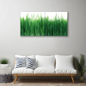 Obraz na plátně Tráva Příroda Rostlina 140x70 cm