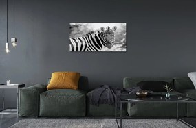 Obraz na skle retro zebra 120x60 cm