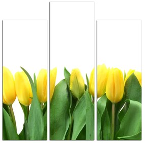 Obraz na plátně - Žluté tulipány - čtverec 303D (75x75 cm)