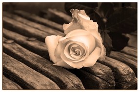 Obraz na plátně - Bílá růže na lavici 1224FA (100x70 cm)