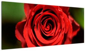 Obrázek růže (100x40cm)