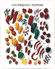 Postershop Obrazová reprodukce : Peppers - 24x30cm