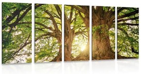 5-dílný obraz majestátní stromy - 200x100 cm