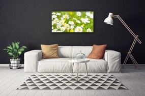 Obraz na plátně Sedmikráska Květ Rostlina 120x60 cm