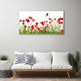 Plexisklo-obraz Louka Máky Květiny Příroda 100x50 cm