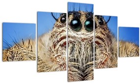 Obraz detailu pavouka (125x70 cm)