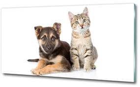 Wallmuralia Foto-obraz na skle horizontální Pes a kočka 100x50