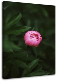 Obraz na plátně Růžový květ Bud Příroda - 80x120 cm