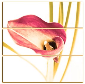 Obraz na plátně - Květina lilie - čtverec 379FC (75x75 cm)