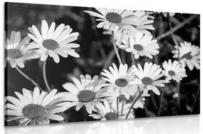 Obraz sedmikrásky na zahradě v černobílém provedení