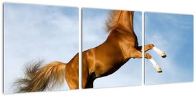 Obraz koně na zadních