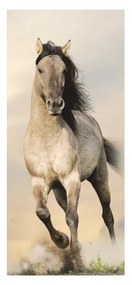 Fototapeta vliesová jednodílná Koně