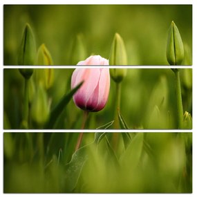 Obraz na plátně - Růžový kvetoucí tulipán - čtverec   301C (105x105 cm)