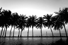 Samolepící tapeta západ slunce nad palmami v černobílém - 225x150 cm