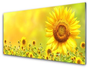 Obraz na skle Slunečnice Květ Rostlina 125x50 cm