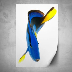 Plakát - Modrá ryba (80x120 cm) - PopyDesign
