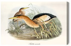 Obraz Vodní Ptáci Nedostatek Nedostatek Přírodní plátno 90x60