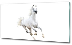 Wallmuralia Foto-obraz skleněný horizontální Bílý arabský kůň 100x50
