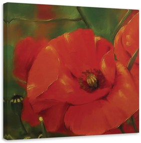 Obraz na plátně Červené máky Rostliny - 30x30 cm