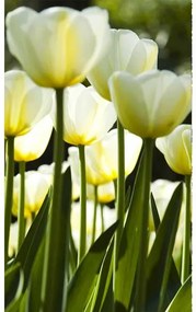 Vliesová fototapeta Bílé tulipány 150 x 250 cm + lepidlo zdarma / MS-2-0127 vliesové fototapety na zeď DIMEX