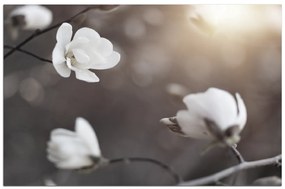 Obraz na plátně - Krásná bílá magnolia . 102FA (100x70 cm)