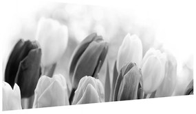 Černobílý obraz pučících tulipánů (100x40 cm)