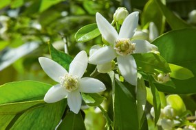 DIMEX | Vliesová fototapeta Bílý květ MS-5-1368 | 375 x 250 cm| zelená, bílá