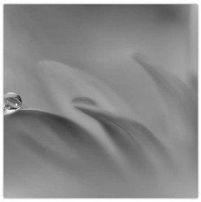 Obraz - Kapka na květu, černobílá (30x30 cm)
