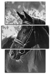 Obraz na plátně - Černý kůň - obdélník 7220QC (120x80 cm)