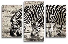Sablio Obraz - 3-dílný Zebry u vody: 75x50 cm