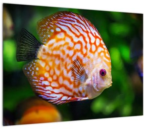 Skleněný obraz ryby (70x50 cm)