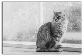 Černobílý obraz  kočka Velikost (šířka x výška): 60x40 cm