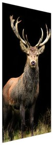 Fototapeta na dveře - krásný jelen (95x205cm)