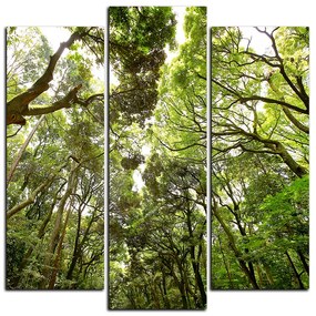 Obraz na plátně - Zelené stromy v lese - čtverec 3194C (75x75 cm)