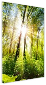 Wallmuralia Vertikální Foto obraz fotografie na skle Slunce v lese 50x100
