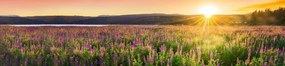 Fototapeta do kuchyně KI260-145 Sunset over the Meadow 260 x 60 cm