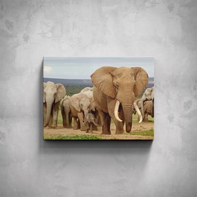 Obraz - Sloní stádo - PopyDesign