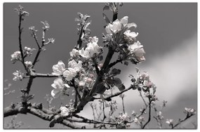 Obraz na plátně - Kvetoucí jabloň 147ČA (100x70 cm)