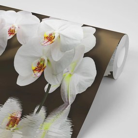 Samolepící tapeta orchidej a motýl