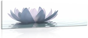 Obraz lotosový květ Varianta: 135x45