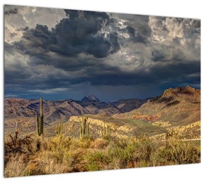 Skleněný obraz - kaktusy v přírodě (70x50 cm)