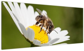 Včela na sedmikrásce - obraz (100x40cm)
