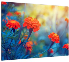 Skleněný obraz - Oranžové květy (70x50 cm)