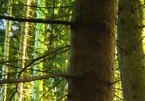 Atypický obraz lesní svět III + háčky a hřebíčky ZDARMA Velikost (šířka x výška): 100x50 cm
