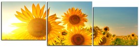 Obraz na plátně - Slunečnice v létě - panoráma 5145E (120x40 cm)
