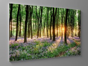 Liox Obraz lesní svit Rozměr: 100 x 65 cm